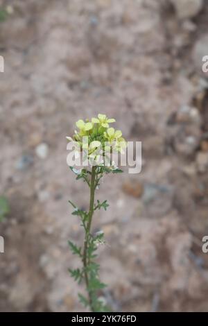 Hairy Rocket (Erucastrum gallicum Stock Photo - Alamy