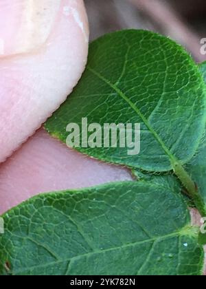 Little-leaf Tick-clover (Desmodium ciliare Stock Photo - Alamy