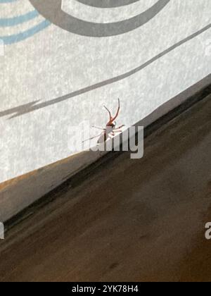 Broad-faced Sac Spider (Trachelas tranquillus Stock Photo - Alamy