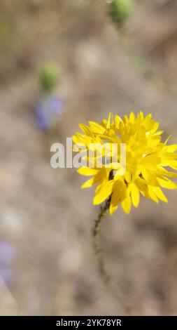 Valley Lessingia (Lessingia glandulifera Stock Photo - Alamy