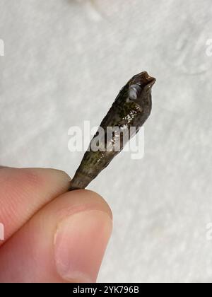 Grey Atlantic Auger (Hastula cinerea) Mollusca Stock Photo - Alamy