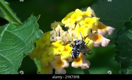 Cloak-and-Dagger Bees (Thyreus Stock Photo - Alamy