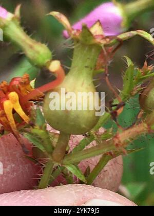 Maid Marian (Rhexia nashii Stock Photo - Alamy
