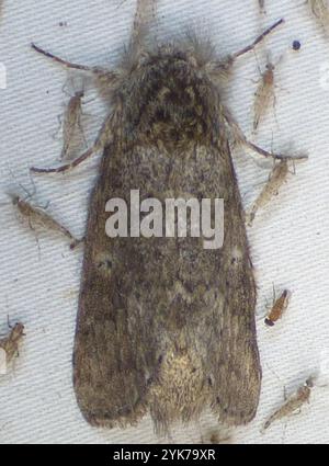 Variable Oakleaf Caterpillar Moth (Lochmaeus manteo Stock Photo - Alamy