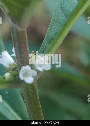 northern bugleweed (Lycopus uniflorus Stock Photo - Alamy