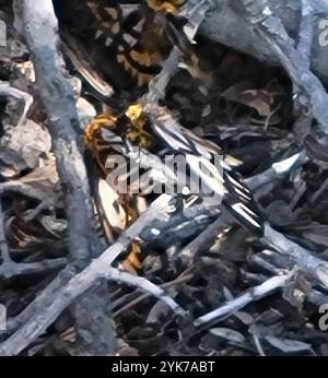 Western Sheep Moth (Hemileuca eglanterina Stock Photo - Alamy