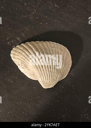 Ponderous Ark (Noetia ponderosa Stock Photo - Alamy
