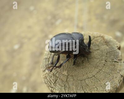 Spanish Dung Beetle (Copris hispanus), male Stock Photo - Alamy