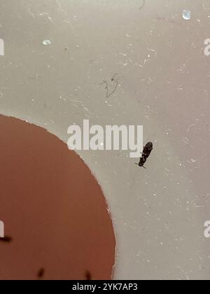 Silvanid Flat Bark Beetles (Silvanidae) Insecta Stock Photo - Alamy