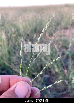 hall panicum (Panicum hallii Stock Photo - Alamy