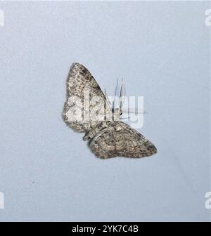 Texas Gray (Glenoides texanaria Stock Photo - Alamy