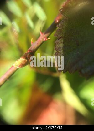 Common dewberry also common dewberry Stock Photo - Alamy