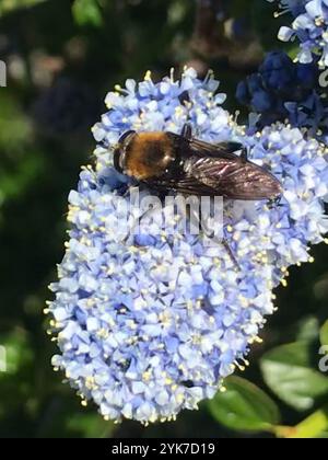 Bumblebee Catkin Fly (Brachypalpus alopex Stock Photo - Alamy
