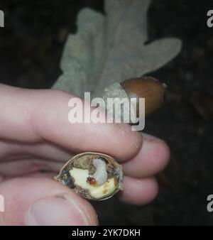 Nut and Acorn Weevils (Curculio Stock Photo - Alamy