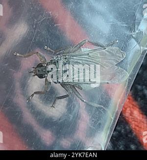 Pigeon Louse Fly (Pseudolynchia canariensis Stock Photo - Alamy
