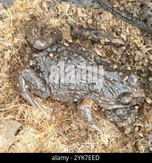 Brown Brood Frog (Pseudophryne bibronii) Amphibia Stock Photo - Alamy