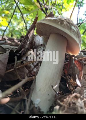 noble bolete (Boletus nobilis Stock Photo - Alamy
