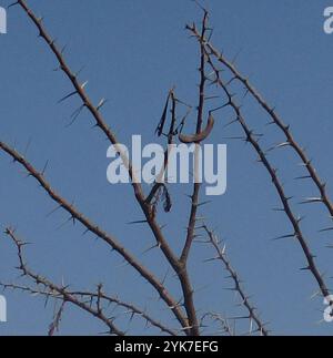 Paperbark Thorn (Vachellia sieberiana woodii Stock Photo - Alamy