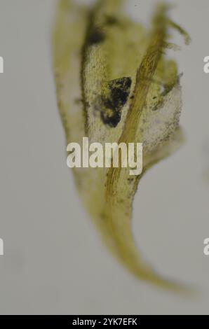 Hook-leaved Fern Moss (Thuidium recognitum Stock Photo - Alamy