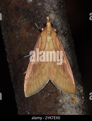 American Lotus Borer Moth (Ostrinia penitalis Stock Photo - Alamy