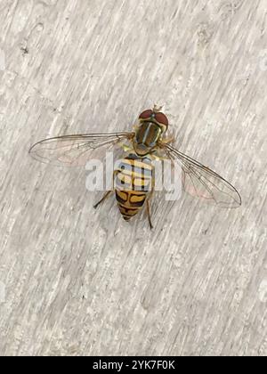 Maize Calligrapher (Toxomerus politus Stock Photo - Alamy
