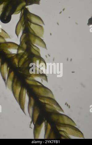 Capillary Wing-moss (Pterigynandrum filiforme Stock Photo - Alamy