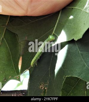 Angulose Prominent (Peridea angulosa Stock Photo - Alamy