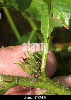 Waterpod (Hydrolea quadrivalvis Stock Photo - Alamy