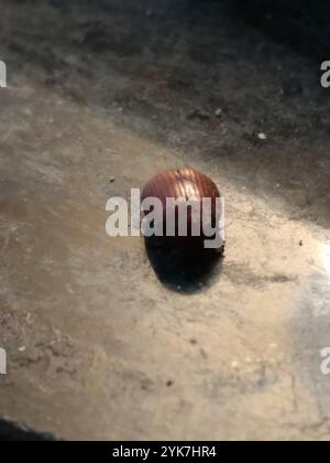 Asiatic Garden Beetle (Maladera formosae Stock Photo - Alamy