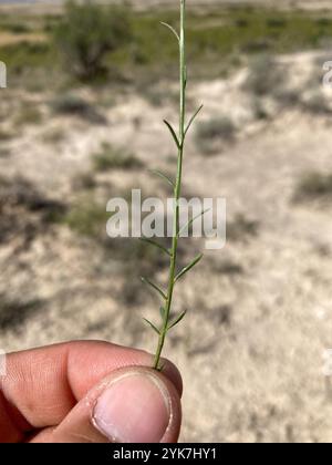 white milkwort (Polygala alba Stock Photo - Alamy