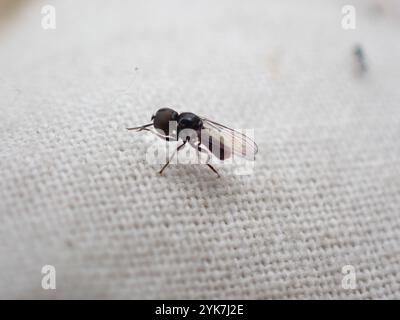 Big-headed Flies (Pipunculidae Stock Photo - Alamy