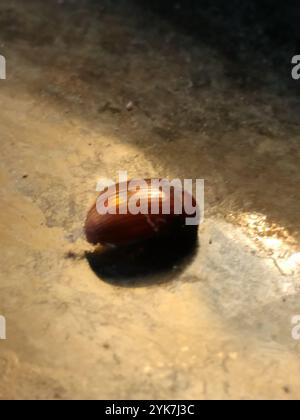 Asiatic Garden Beetle (Maladera formosae Stock Photo - Alamy