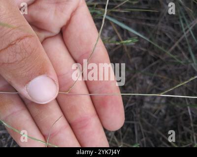 Tumblegrass (Muhlenbergia paniculata Stock Photo - Alamy