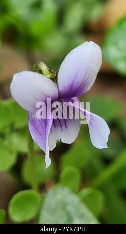 Ivy Leaved Violet (Viola hederacea Stock Photo - Alamy