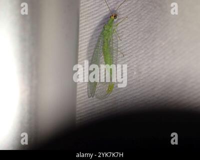 Golden-eyed lacewing (Chrysopa oculata Stock Photo - Alamy