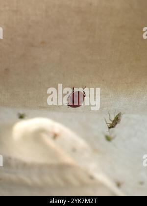 Casey's Lady Beetle (Hippodamia caseyi Stock Photo - Alamy