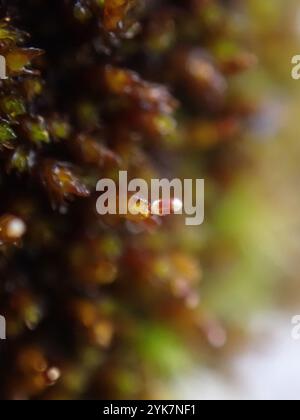 Black Rock Moss (Andreaea rupestris) Plantae Stock Photo - Alamy
