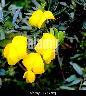 Vlei Honeybush (Cyclopia subternata Stock Photo - Alamy