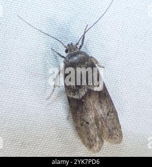 Acorn Moth (Blastobasis glandulella Stock Photo - Alamy