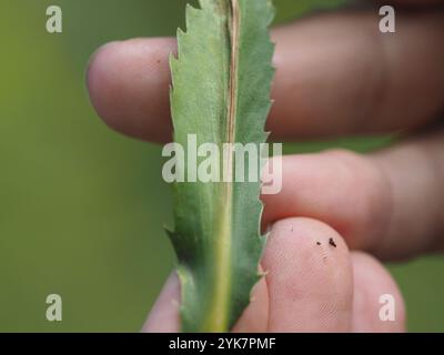 Marsh Rattlesnake Master (Eryngium aquaticum Stock Photo - Alamy