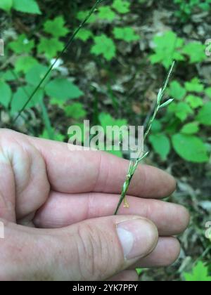 White-grained Mountain-ricegrass (Oryzopsis asperifolia Stock Photo - Alamy