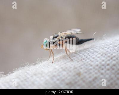 Knapweed Gall Fly (Urophora affinis Stock Photo - Alamy