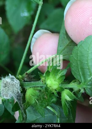 Deam's two-seeded mercury (Acalypha deamii Stock Photo - Alamy
