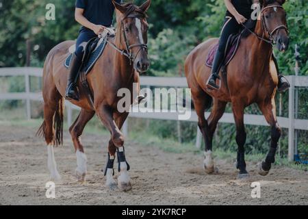 Two riders practicing horse riding in an outdoor arena Stock Photo - Alamy