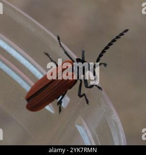 Long-nosed Lycid Beetle (Porrostoma rhipidium Stock Photo - Alamy