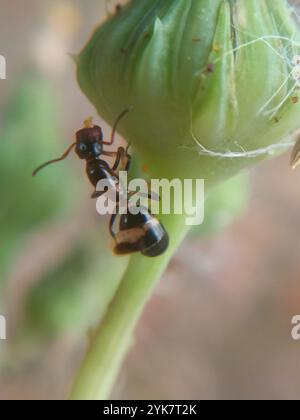 European Gate-keeper Ant (Colobopsis truncata Stock Photo - Alamy