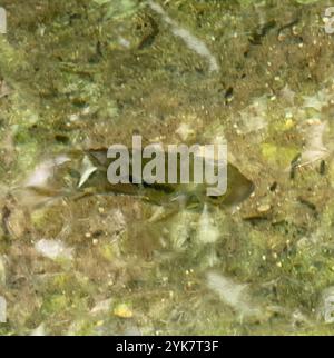 Dimerus Cichlid (Cichlasoma dimerus Stock Photo - Alamy