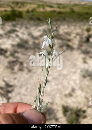 Frosted Mint (Poliomintha incana Stock Photo - Alamy