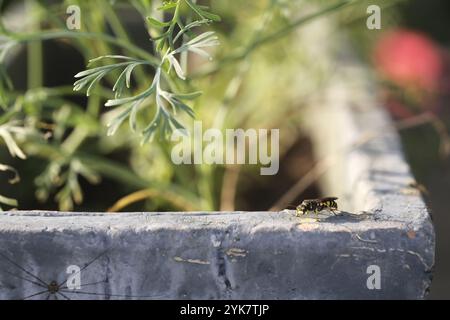 Broad-banded Hopper Wasp (Gorytes laticinctus Stock Photo - Alamy