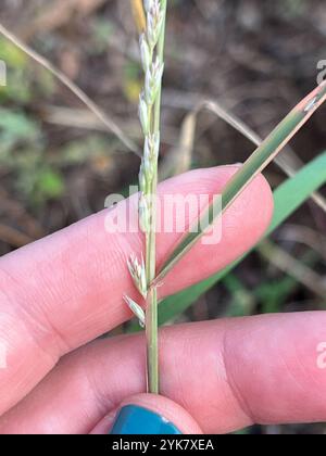 Slim Tridens (Tridentopsis mutica Stock Photo - Alamy
